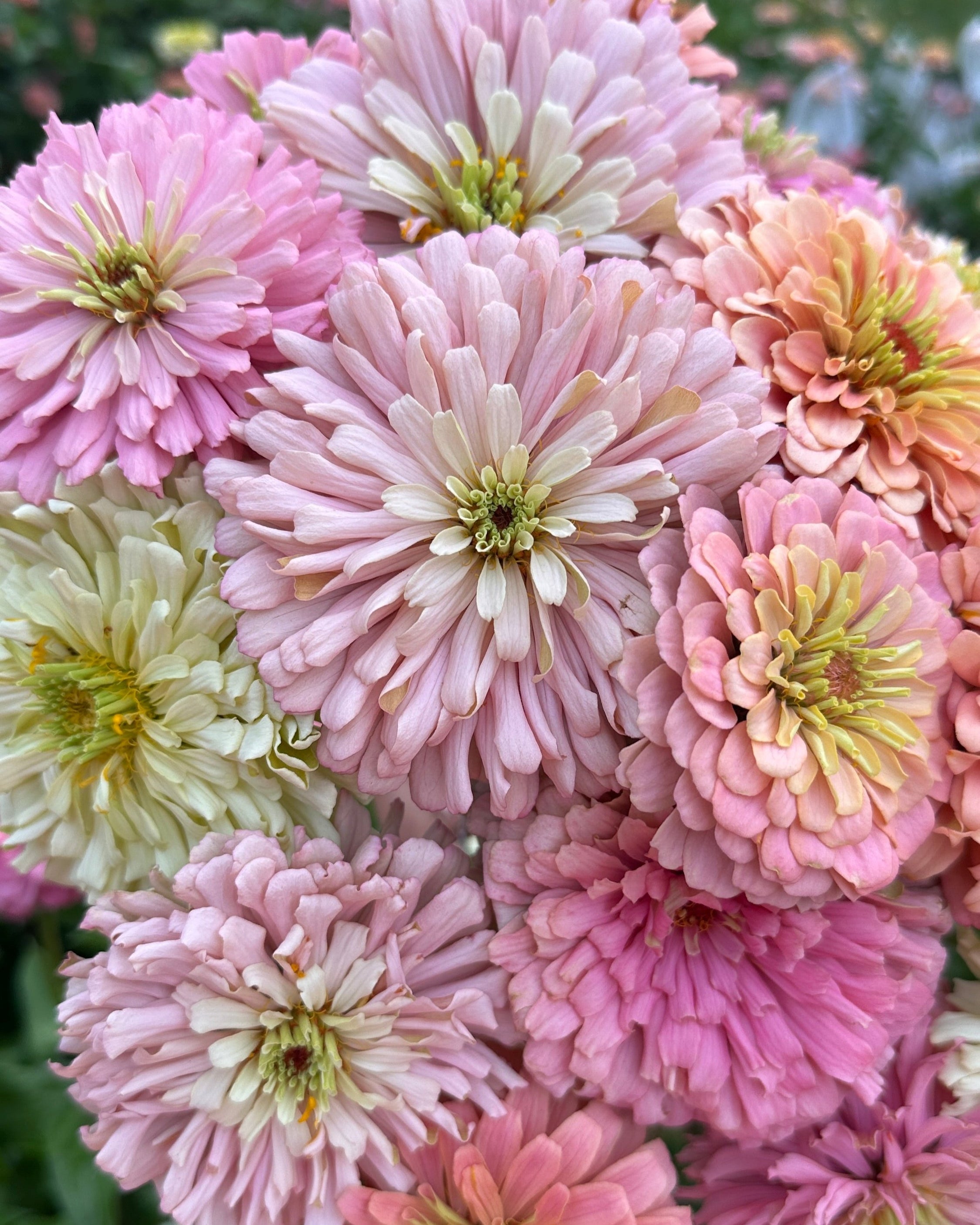 Windfall Flowers Zinnia Seeds