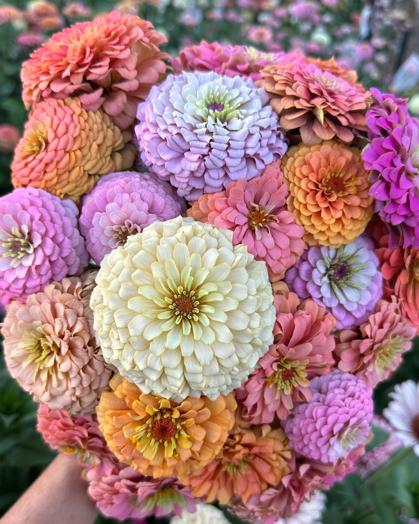 Windfall Breeder's Magic – Windfall Flowers