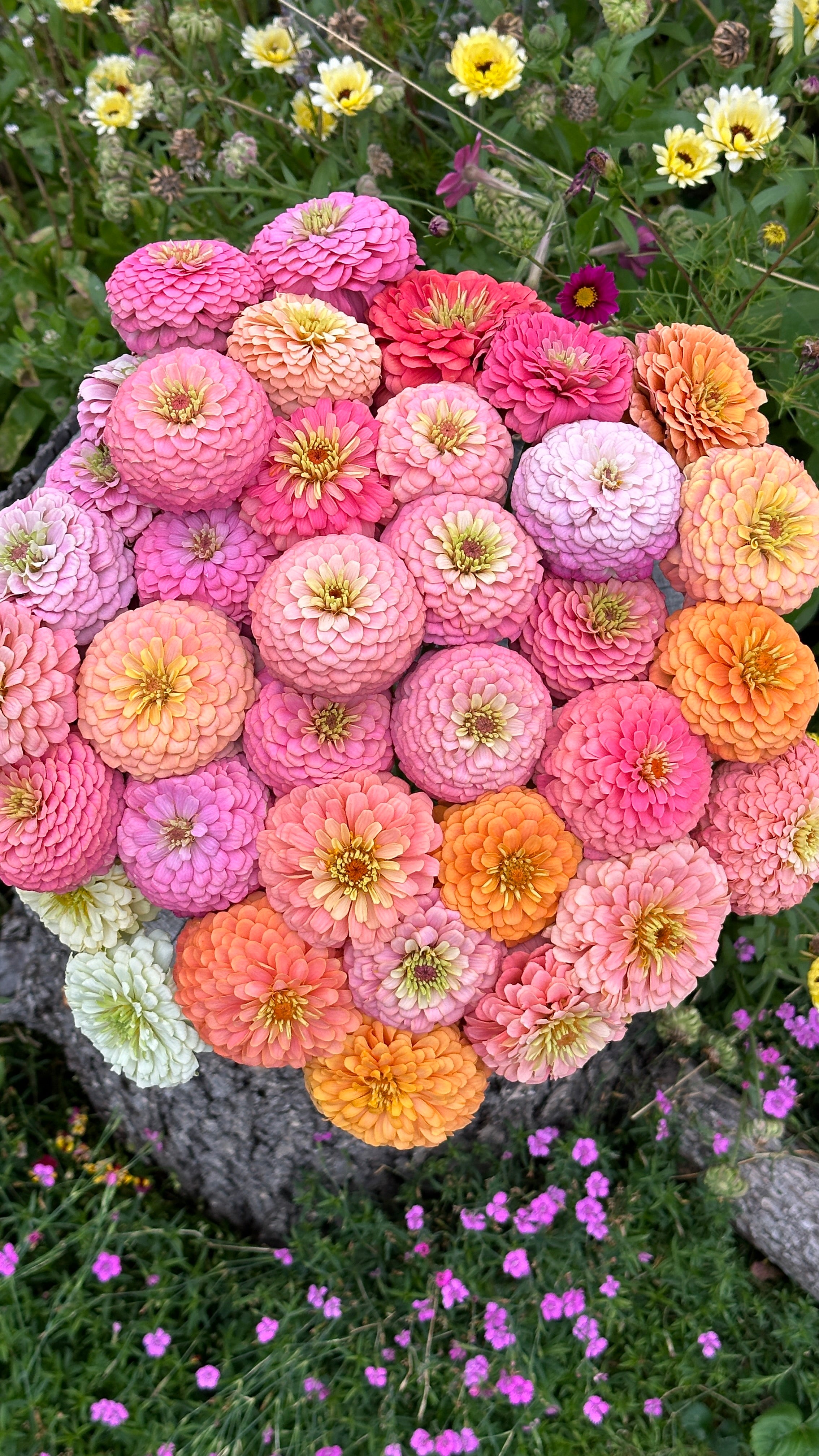 Windfall Flowers Zinnia Seeds