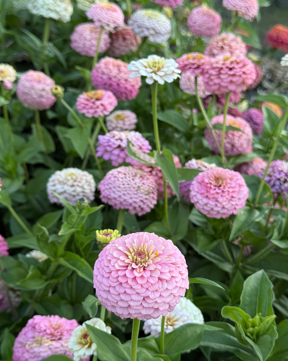 Windfall Flowers Zinnia Seeds