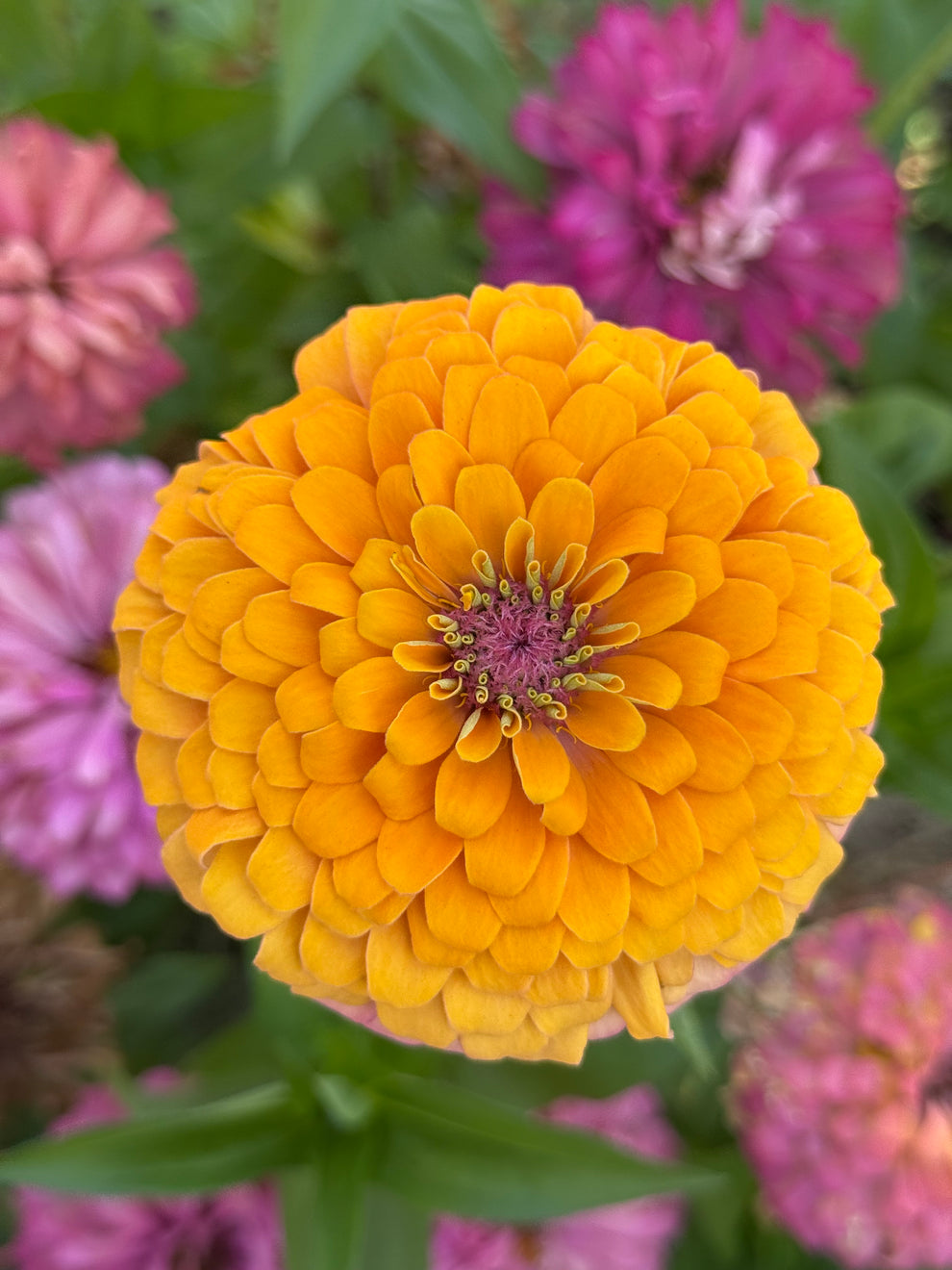 Windfall Breeder's Magic – Windfall Flowers